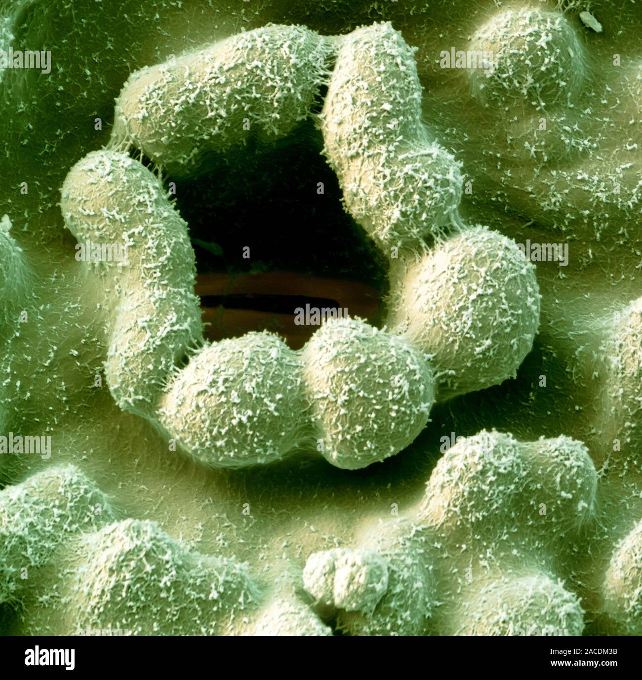 Yew stoma. Coloured scanning electron micrograph (SEM) of a stoma (hole ...