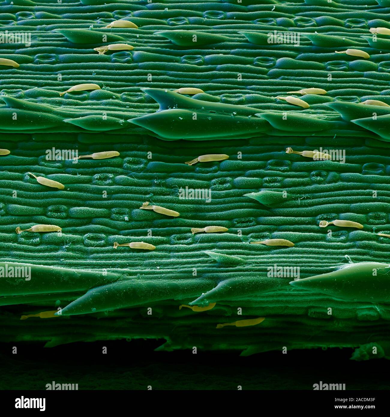 Lemon grass leaf. Coloured scanning electron micrograph (SEM) of the ...