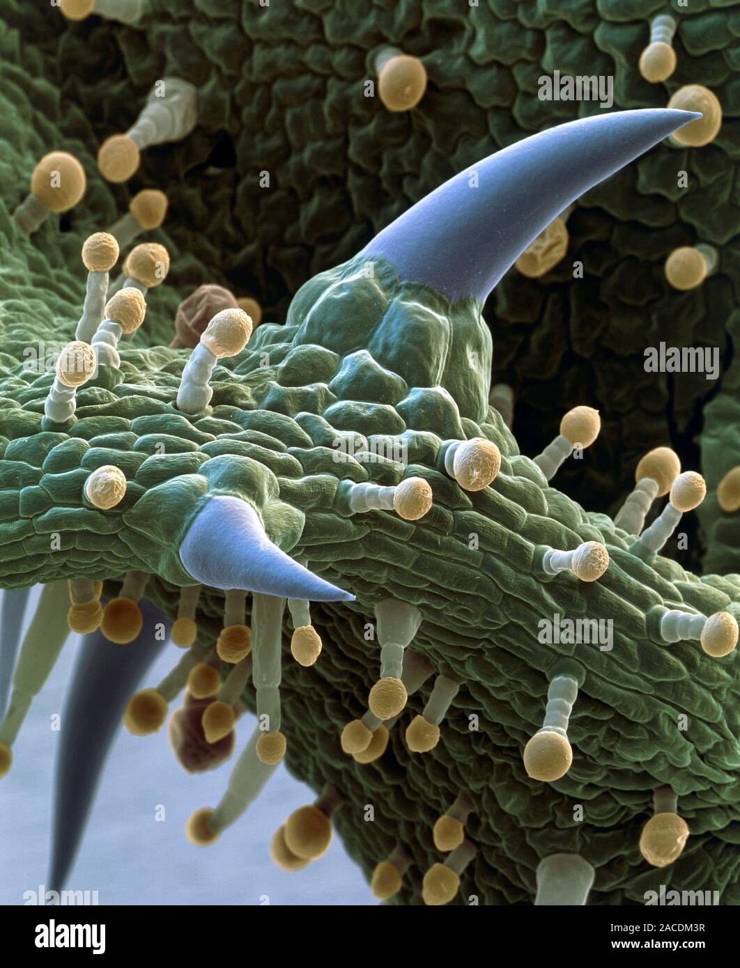 Leaf hairs. Coloured scanning electron micrograph (SEM) of gland hairs ...