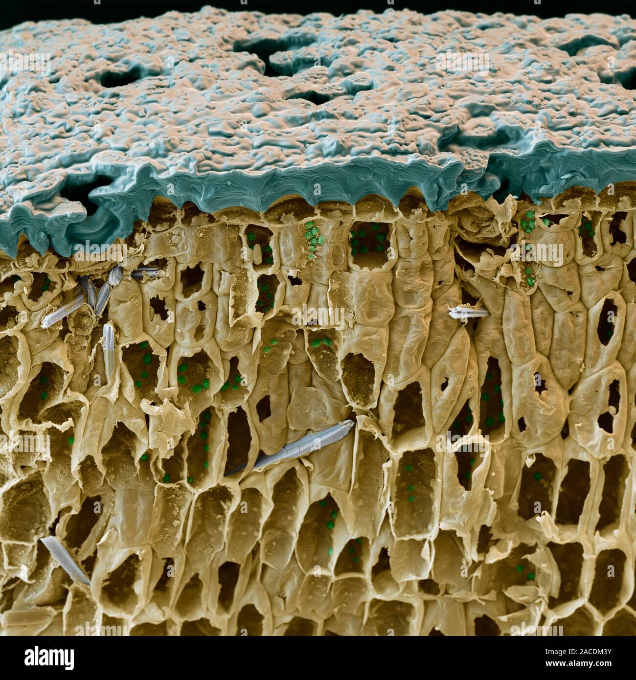 Agave leaf. Coloured scanning electron micrograph (SEM) of a freeze ...