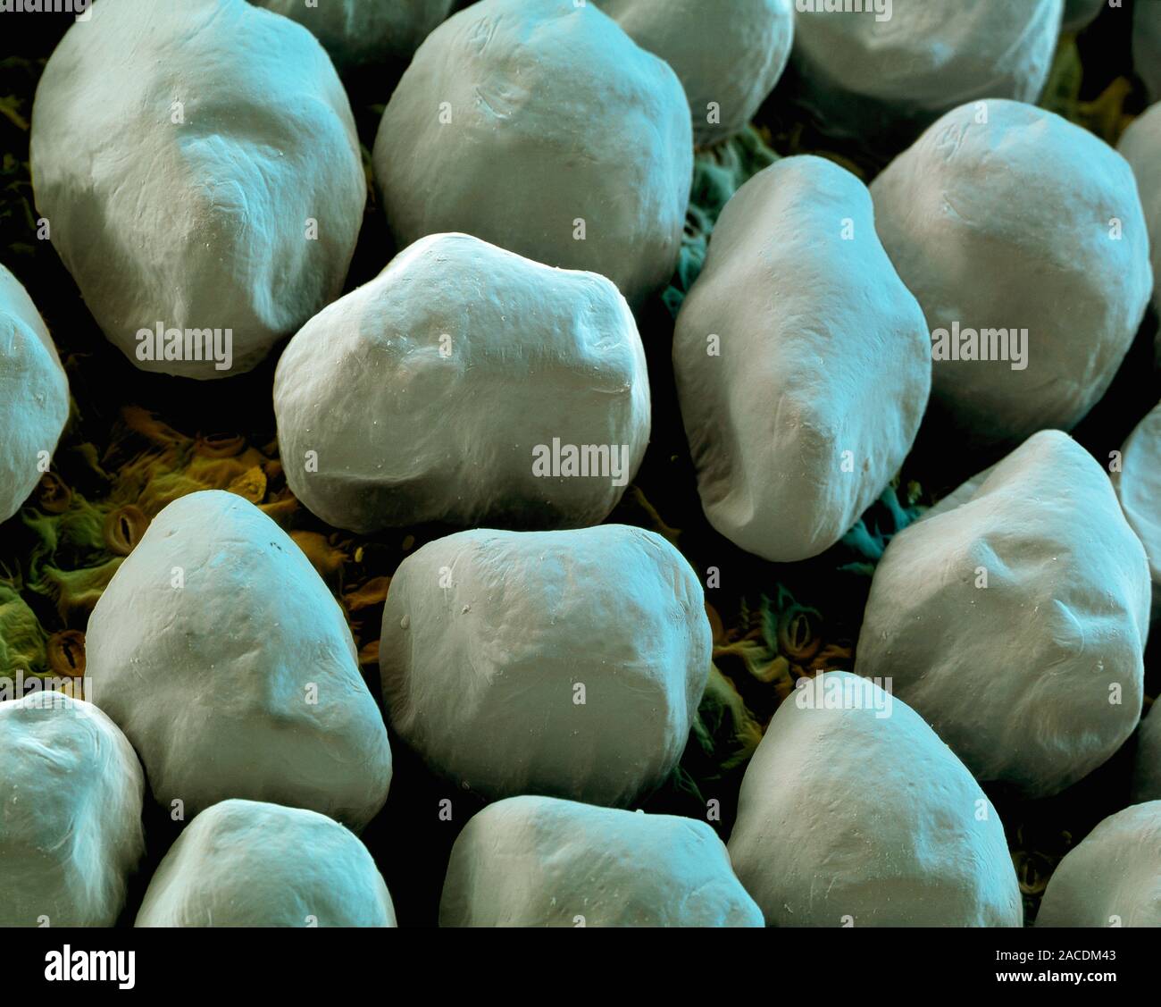 Monilaria leaf. Coloured scanning electron micrograph (SEM) of the ...