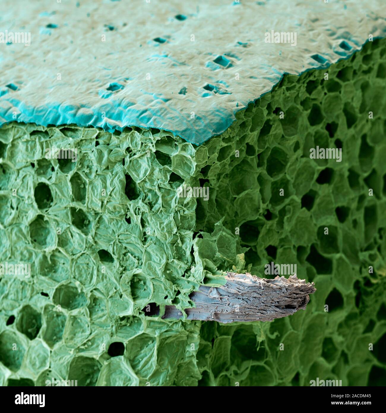 Agave leaf. Coloured scanning electron micrograph (SEM) of a section ...