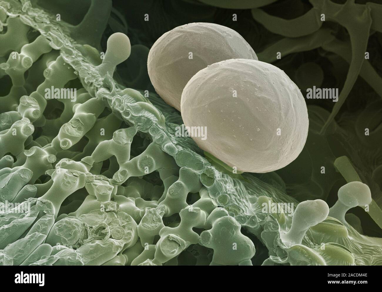 Rosemary leaf. Coloured scanning electron micrograph (SEM) of a section ...