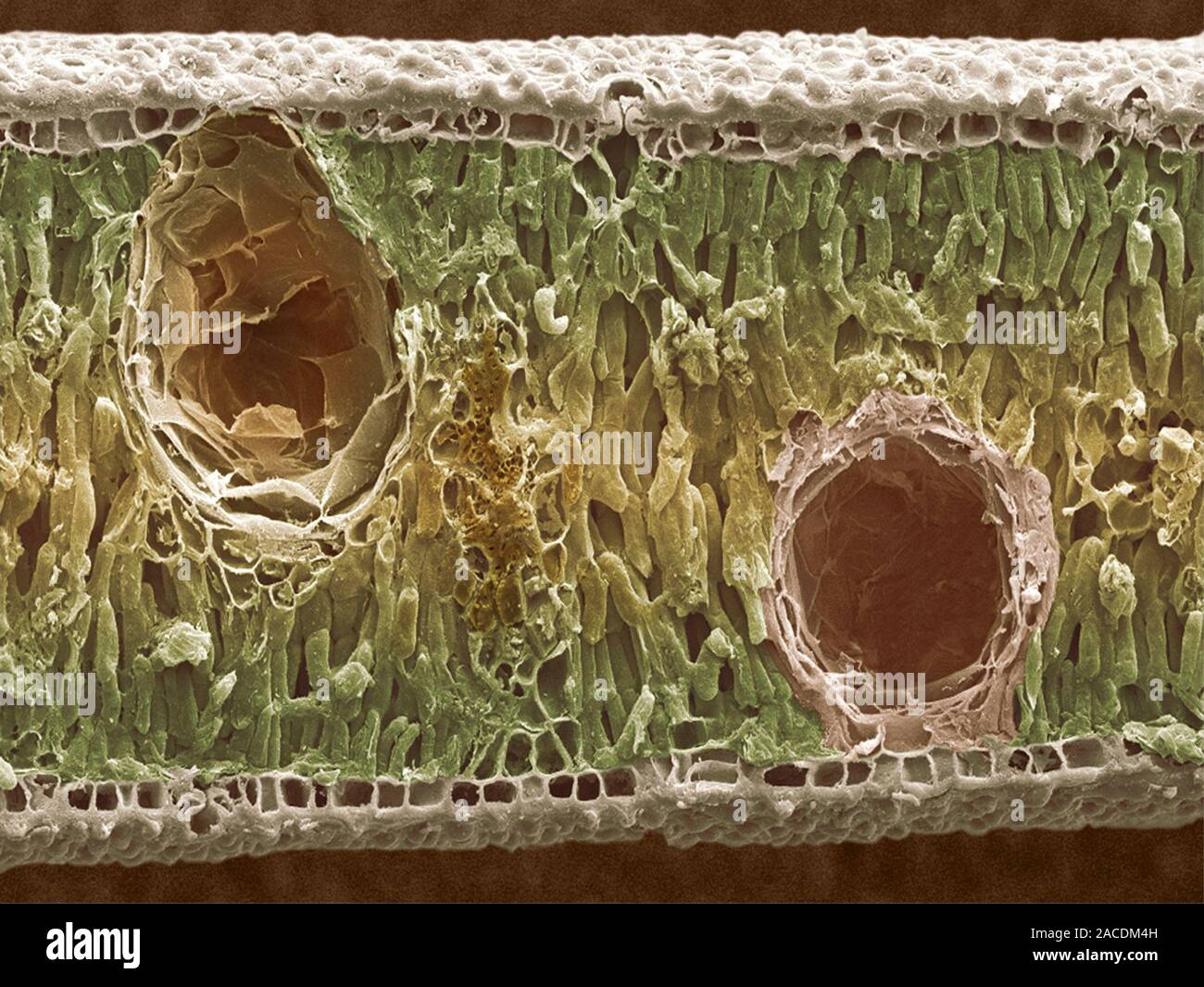 Eucalyptus leaf. Coloured scanning electron micrograph (SEM) of a ...