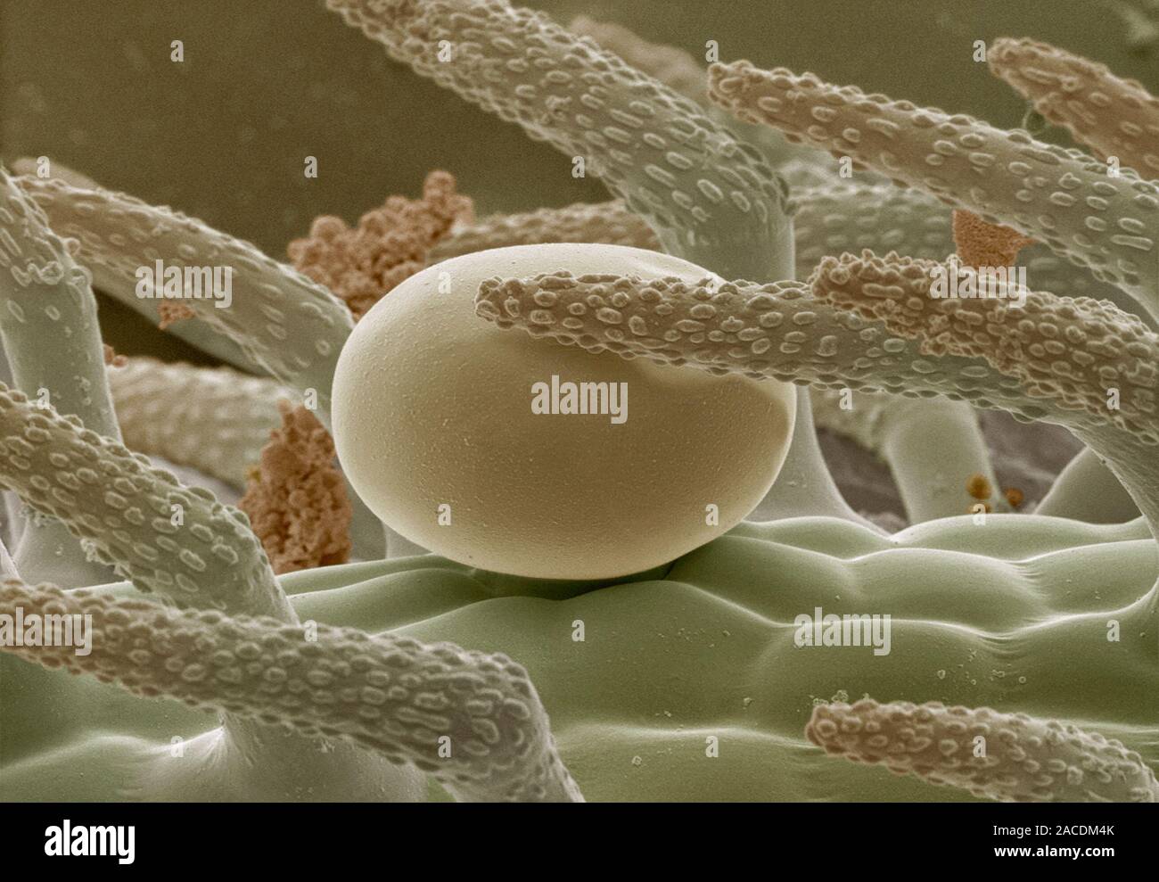 Thyme leaf oil gland. Coloured scanning electron micrograph (SEM) of ...