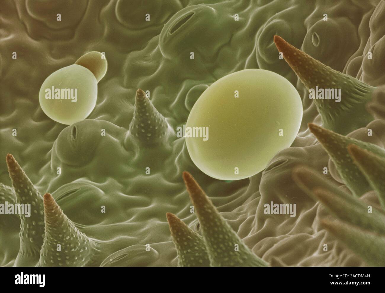 Lemon balm oil glands. Coloured scanning electron micrograph (SEM) of ...
