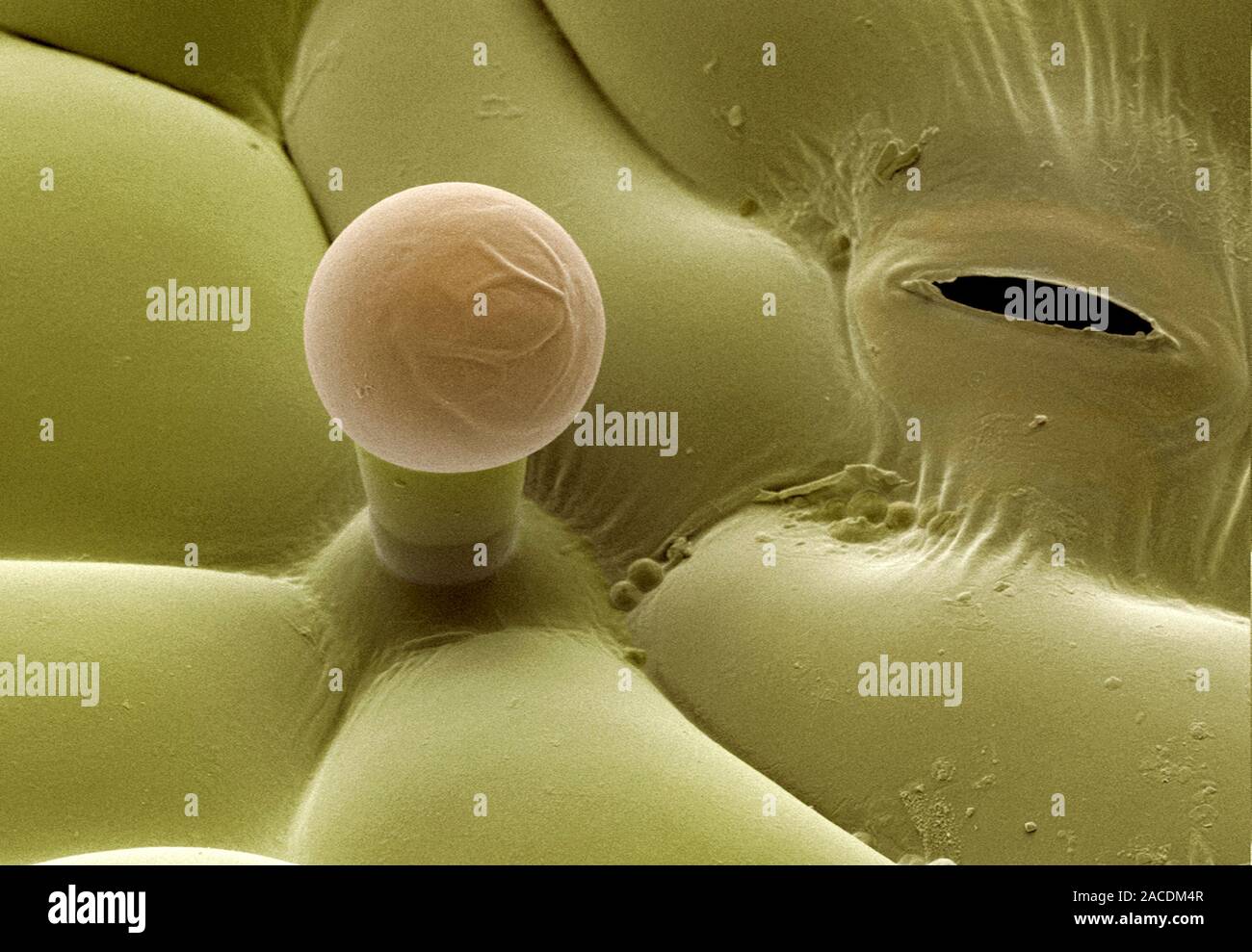 Geranium leaf oil gland. Coloured scanning electron micrograph (SEM) of ...