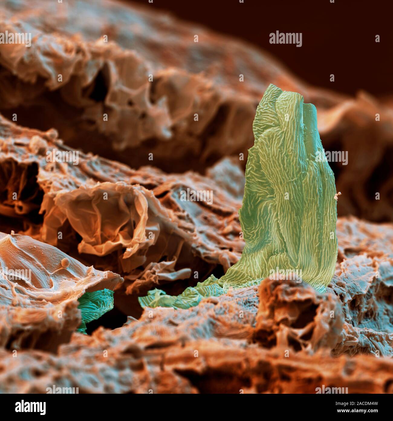 Leaf surface. Coloured scanning electron micrograph (SEM) of the ...