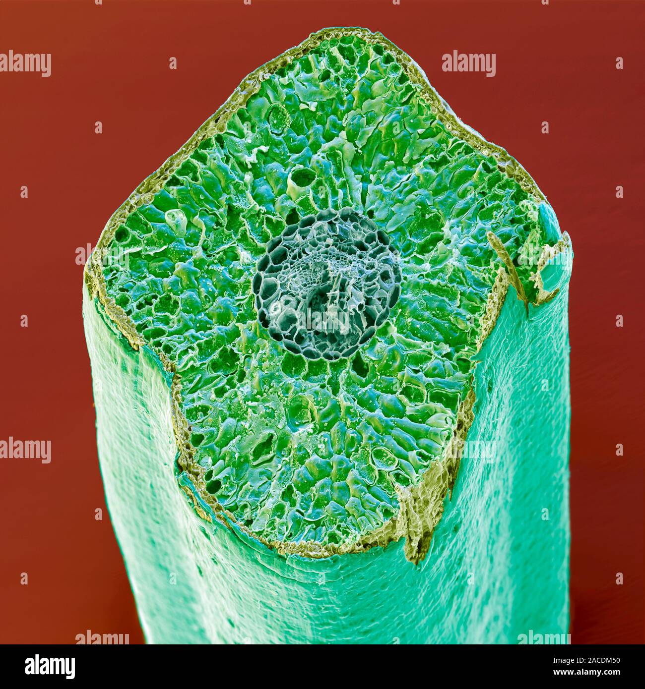Norway spruce needle. Coloured scanning electron micrograph (SEM) of a ...