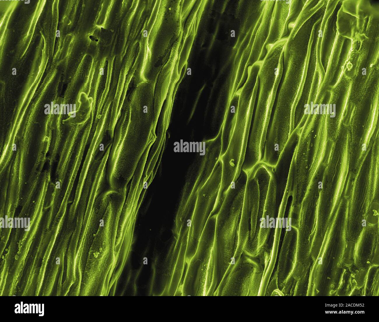 Blade of grass. Coloured environmental scanning electron micrograph ...