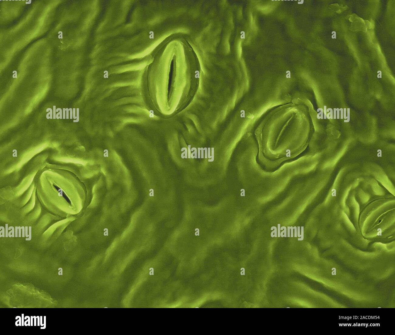 Leaf pores. Coloured environmental scanning electron micrograph (ESEM ...