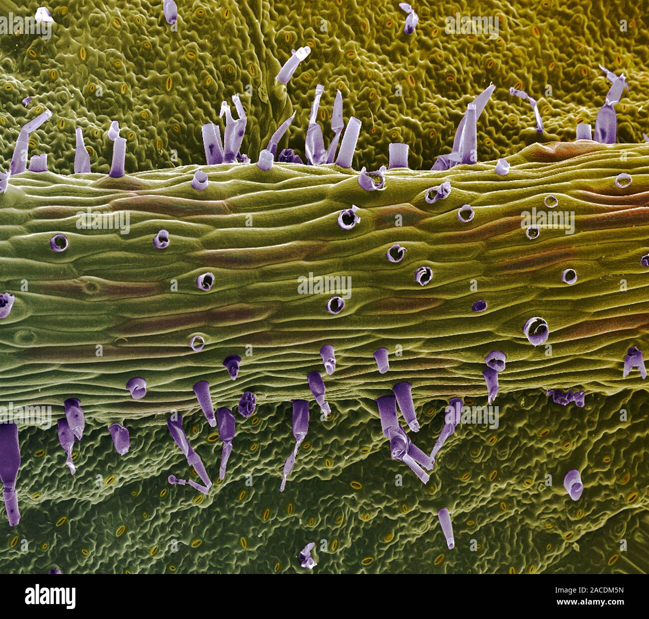 Leaf Hairs Coloured Scanning Electron Micrograph Sem Of The Underside Of An Unidentified Leaf