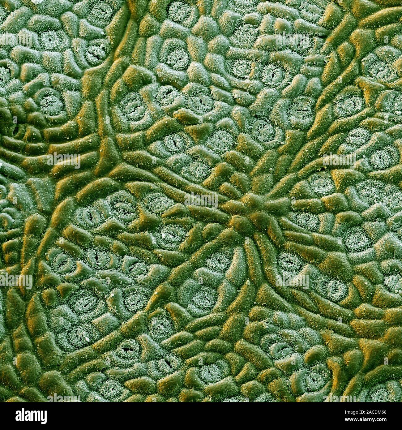 Camphor leaf surface. Coloured scanning electron micrograph (SEM) of ...