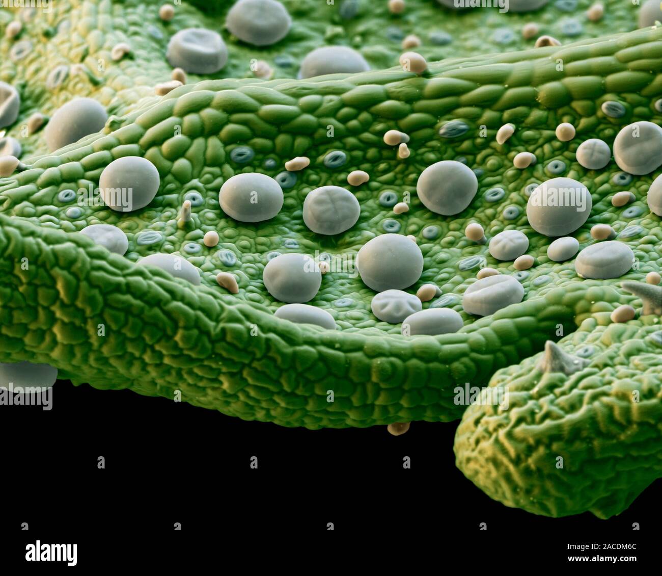 Peppermint leaf. Coloured scanning electron micrograph (SEM) of the ...