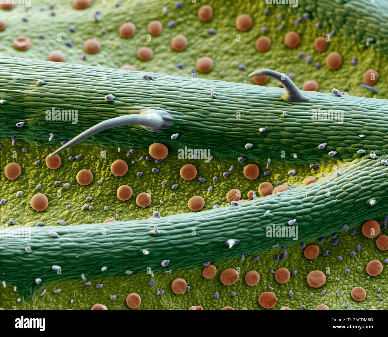 Peppermint leaf. Coloured scanning electron micrograph (SEM) of the ...