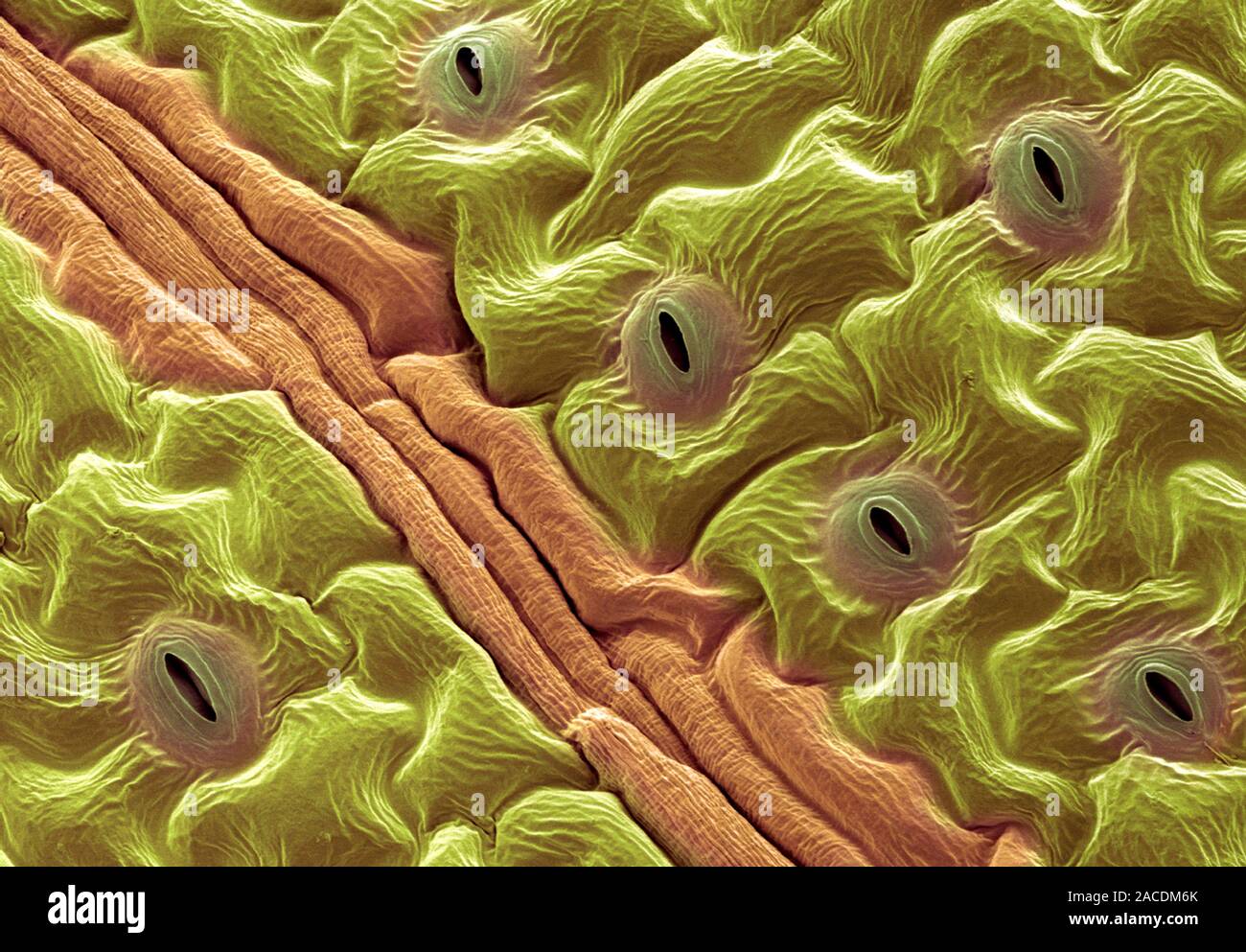 Leaf pores. Coloured scanning electron micrograph (SEM) of stomata ...