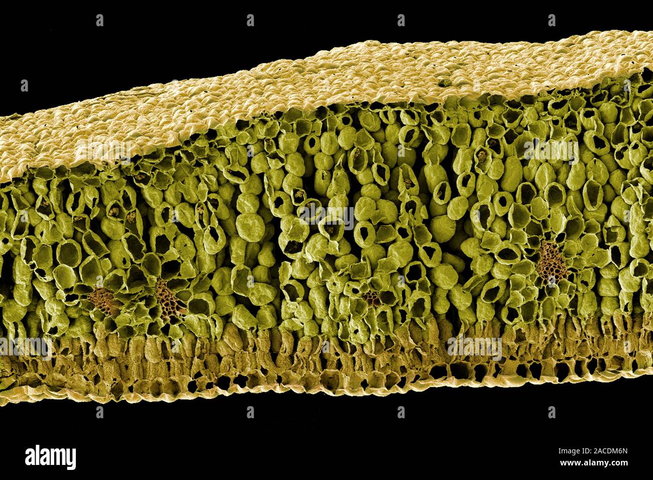 Leaf structure. Coloured scanning electron micrograph (SEM) of a freeze ...