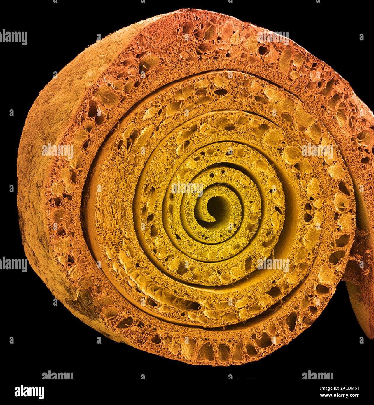Coiled leaf. Coloured scanning electron micrograph (SEM) of a freeze ...