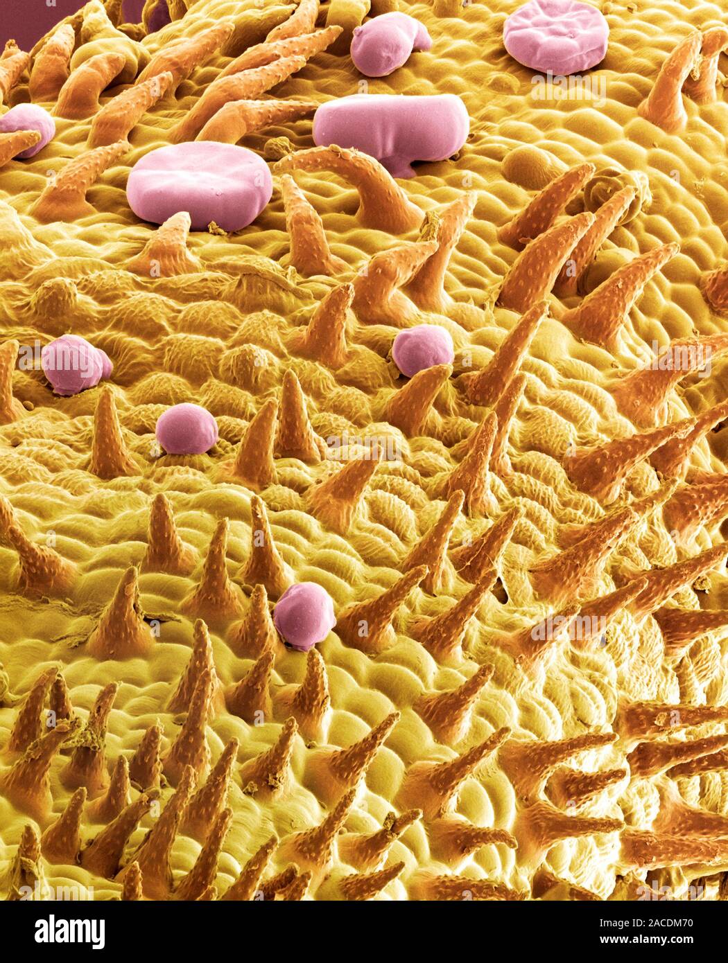 Leaf oil glands. Coloured scanning electron micrograph (SEM) of a thyme ...