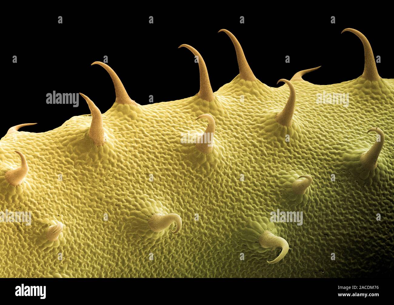 Goosegrass leaf. Coloured scanning electron micrograph (SEM) of the ...