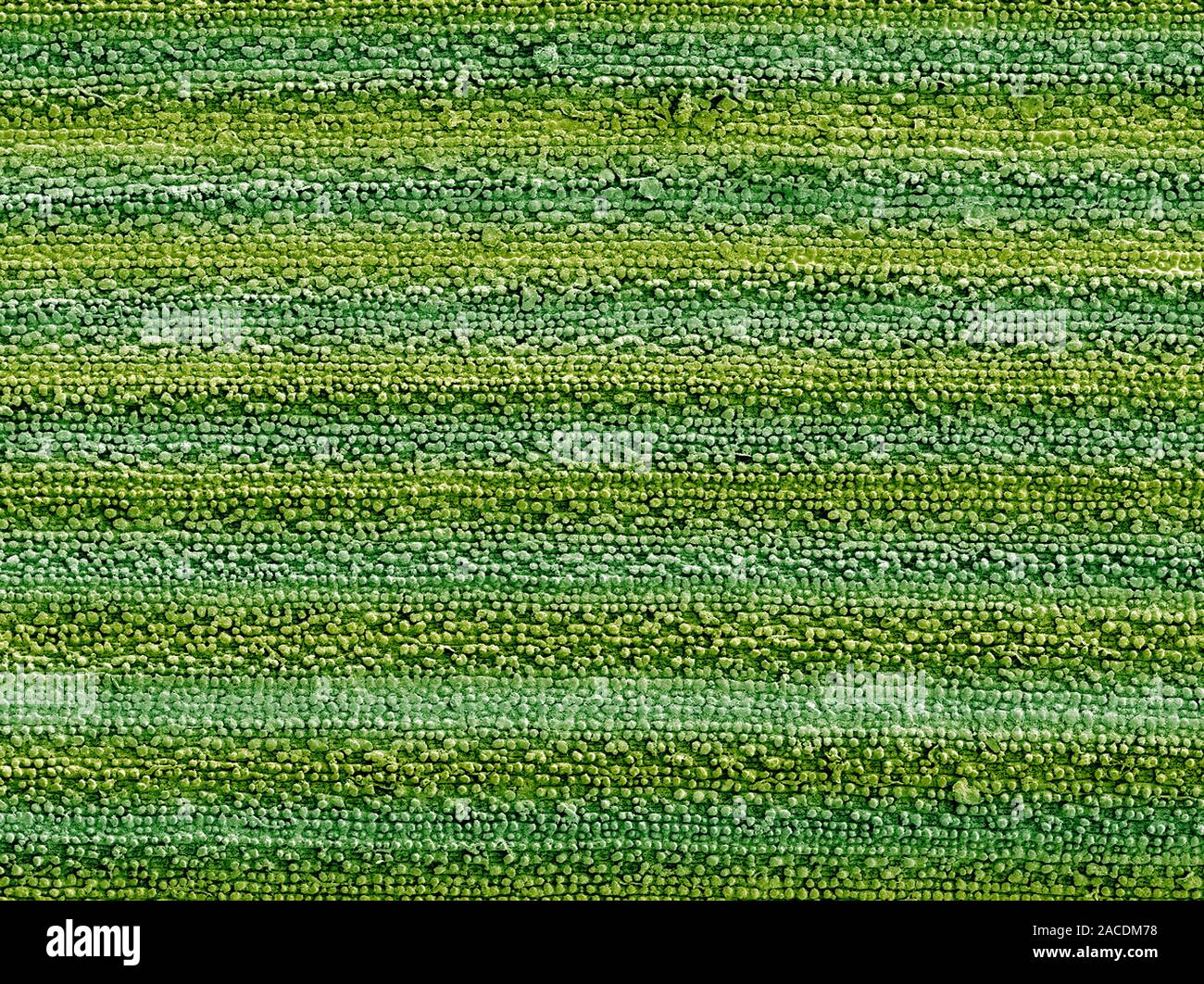 Bamboo leaf. Coloured scanning electron micrograph (SEM) of part of a ...