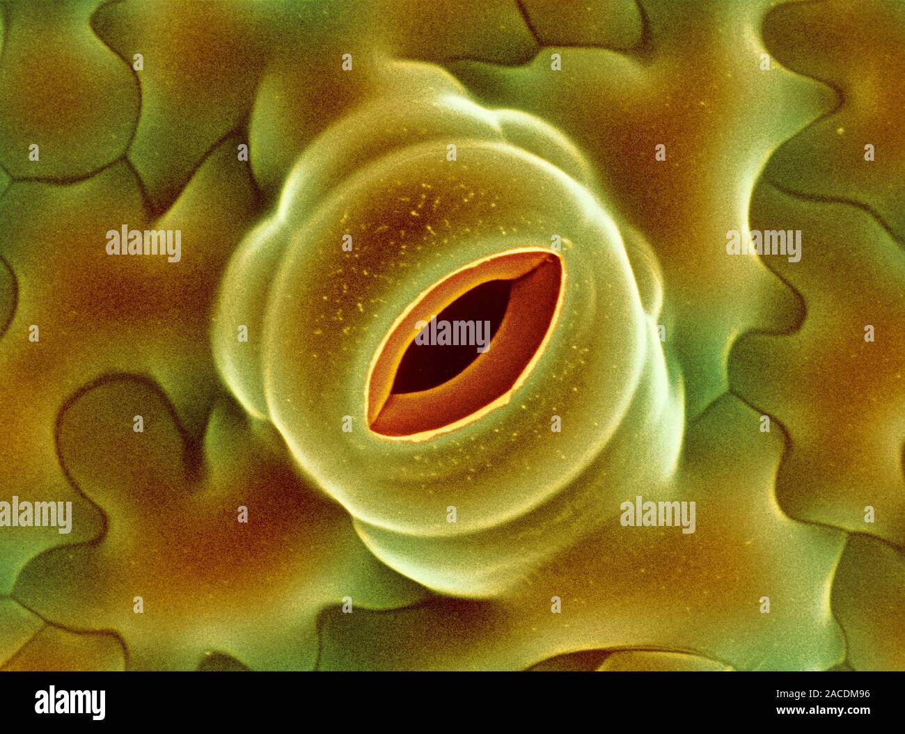 Open stoma. Coloured scanning electron micrograph (SEM) of an open ...