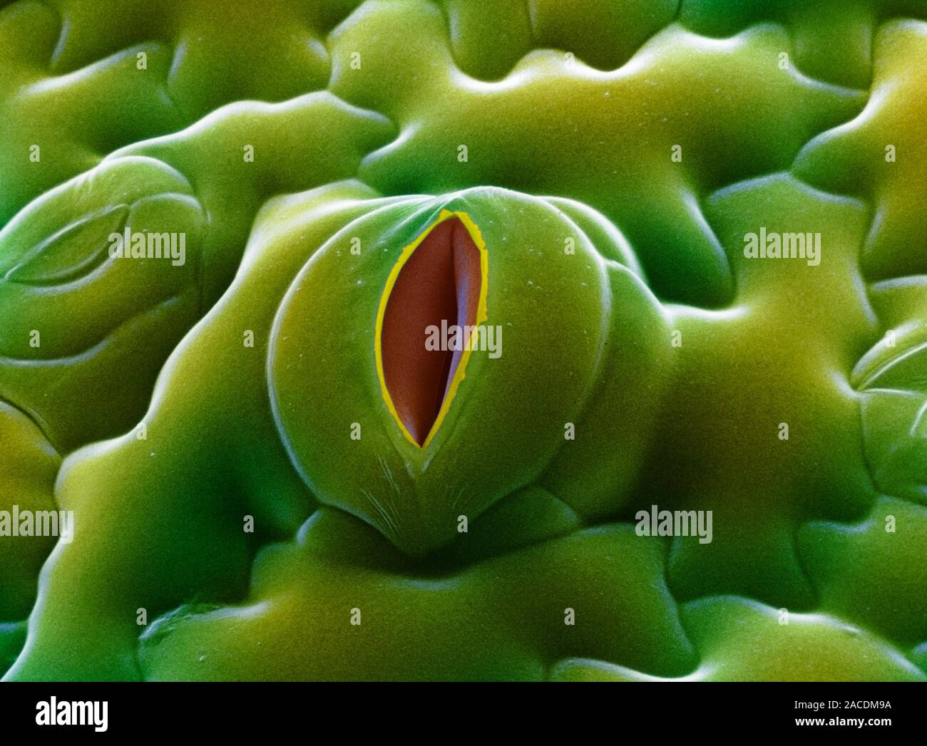 Open stoma. Coloured scanning electron micrograph (SEM) of an open ...