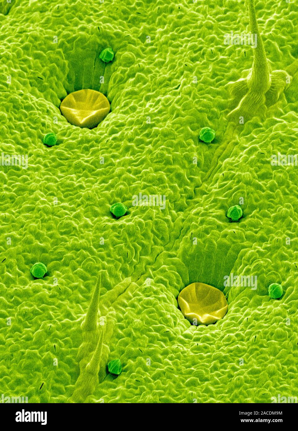 Oil glands. Coloured scanning electron micrograph (SEM) of a leaf from ...