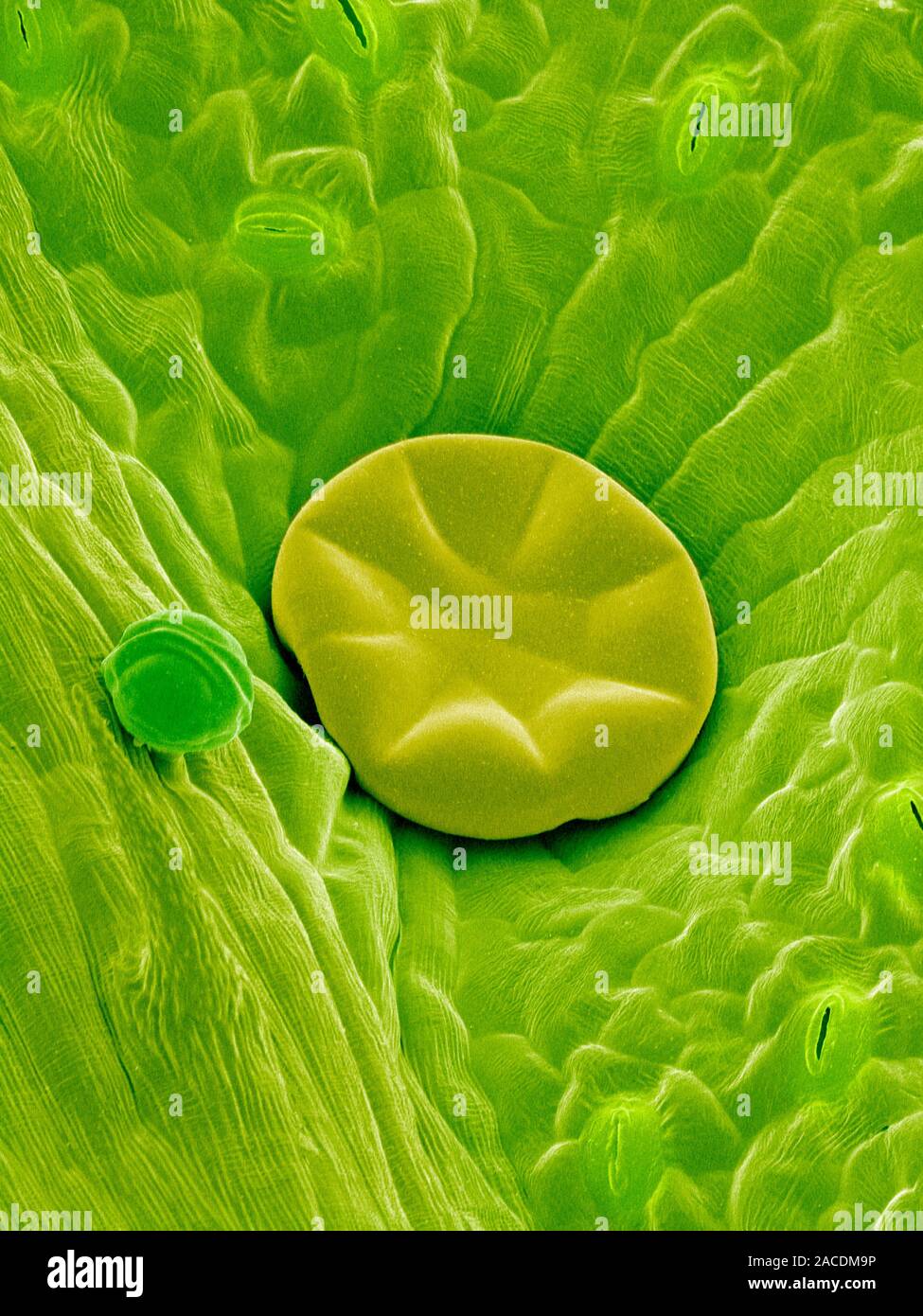 Oil gland. Coloured scanning electron micrograph (SEM) of a leaf from a ...