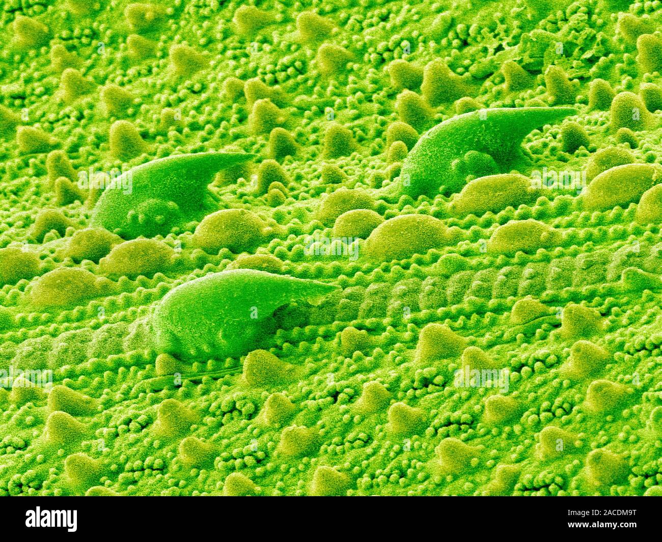 Leaf surface. Coloured scanning electron micrograph (SEM) of the varied ...