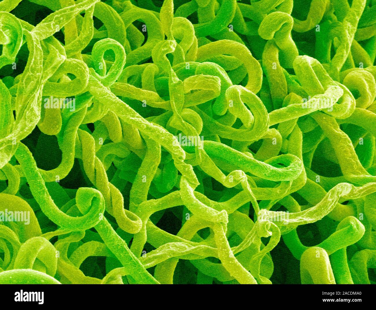 Nettle leaf. Coloured scanning electron micrograph (SEM) of tangled ...