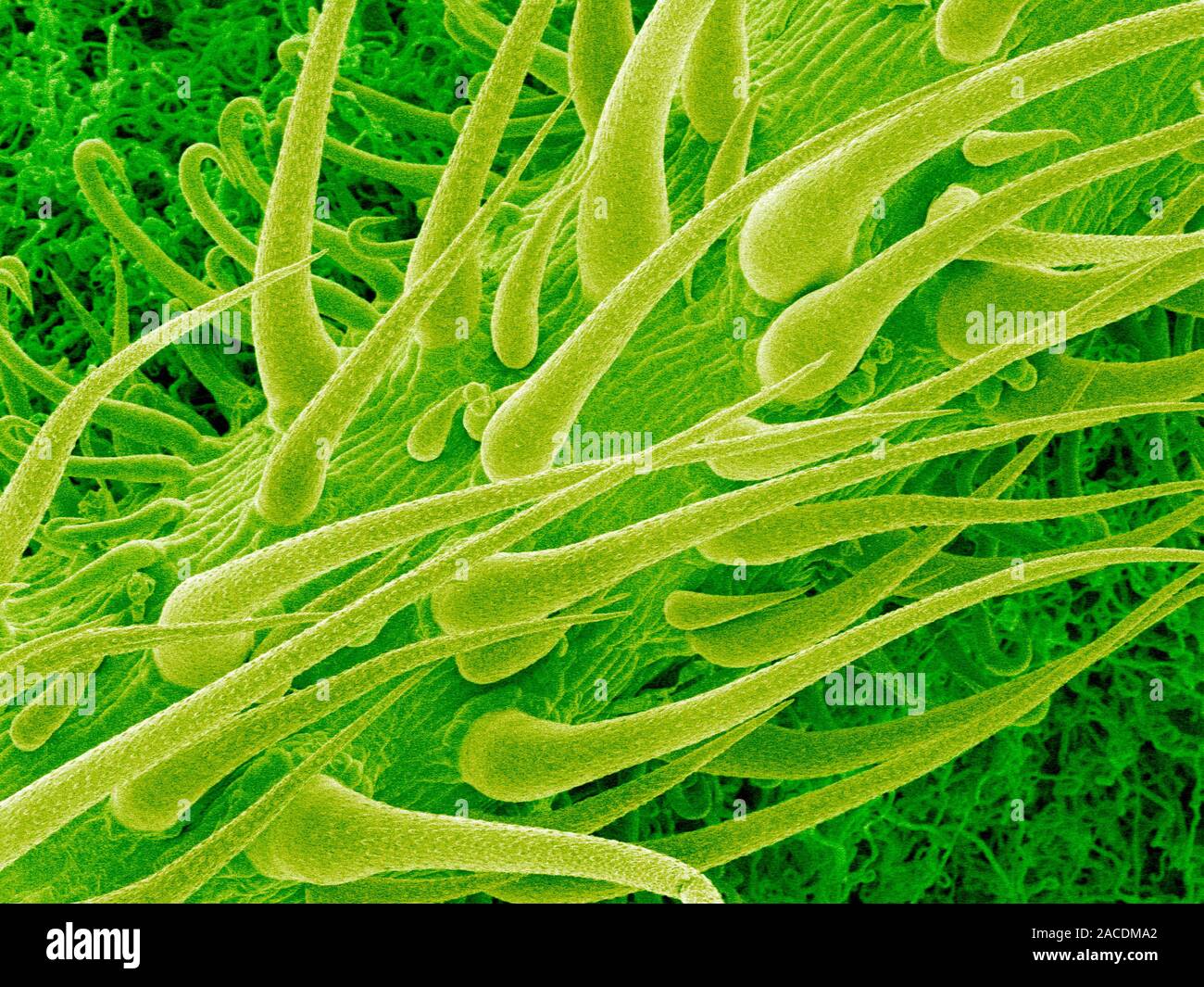 Nettle leaf. Coloured scanning electron micrograph (SEM) of long, sharp ...