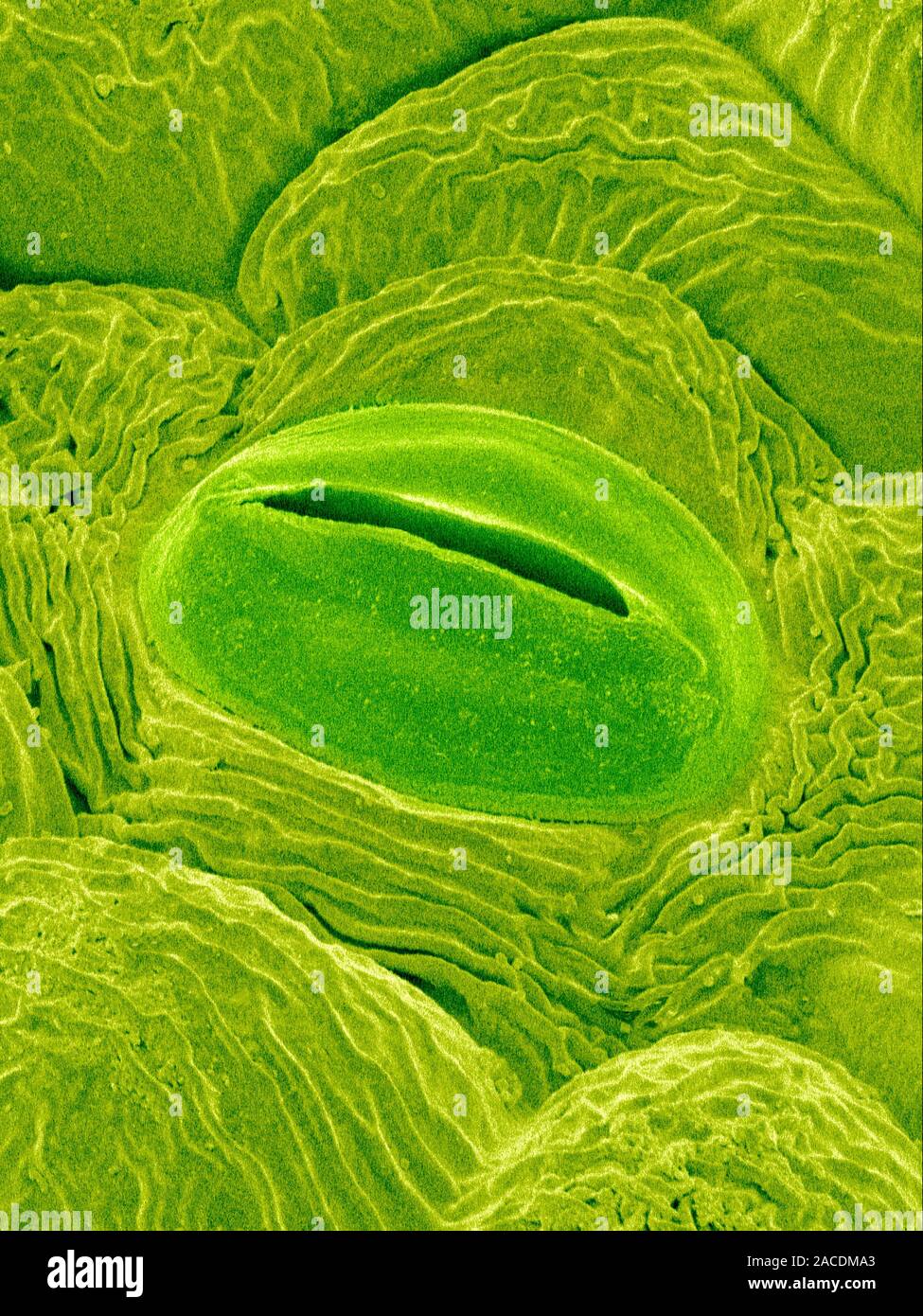 Leaf pore. Coloured scanning electron micrograph (SEM) of an open stoma ...