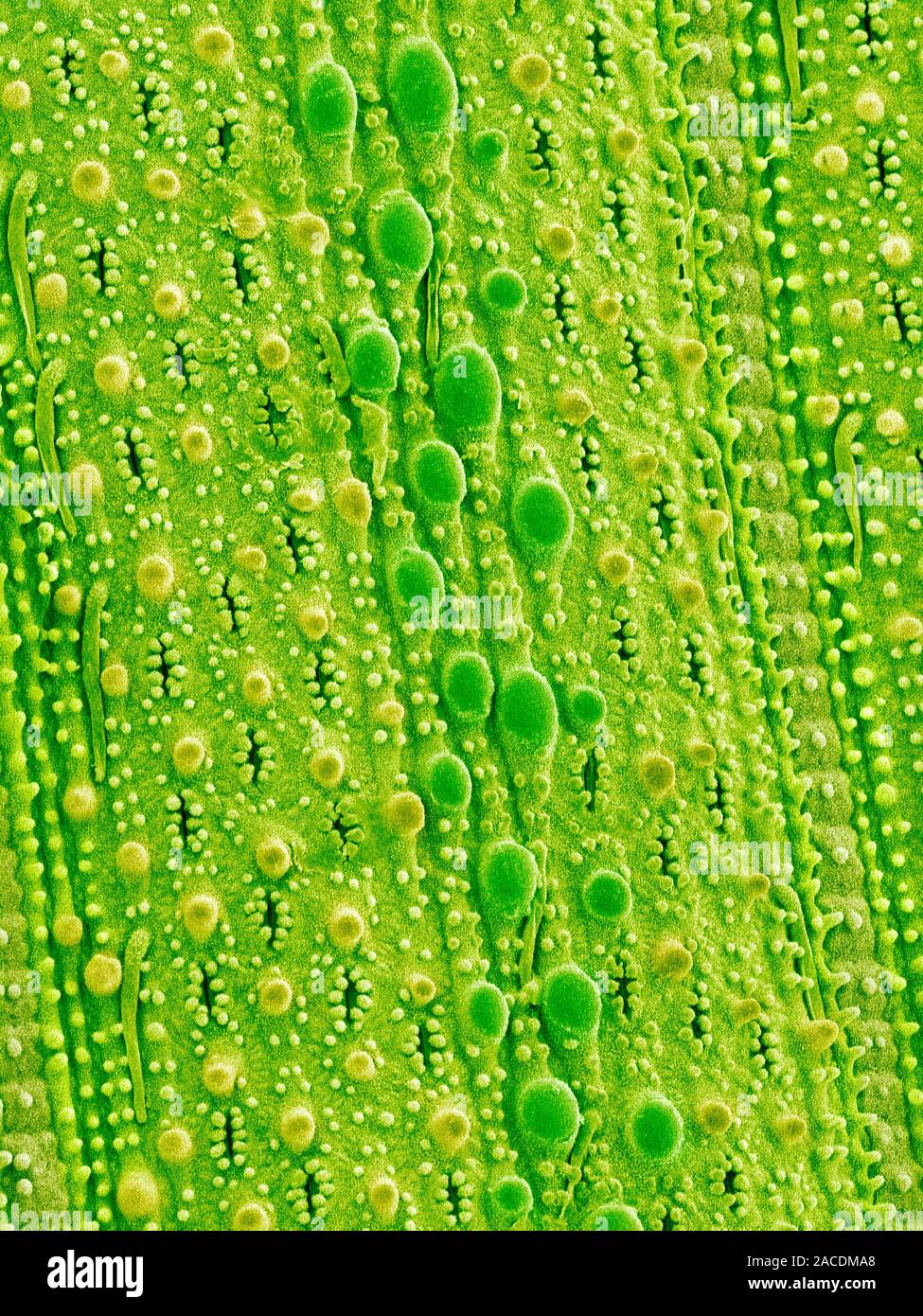 Leaf surface. Coloured scanning electron micrograph (SEM) of the varied ...