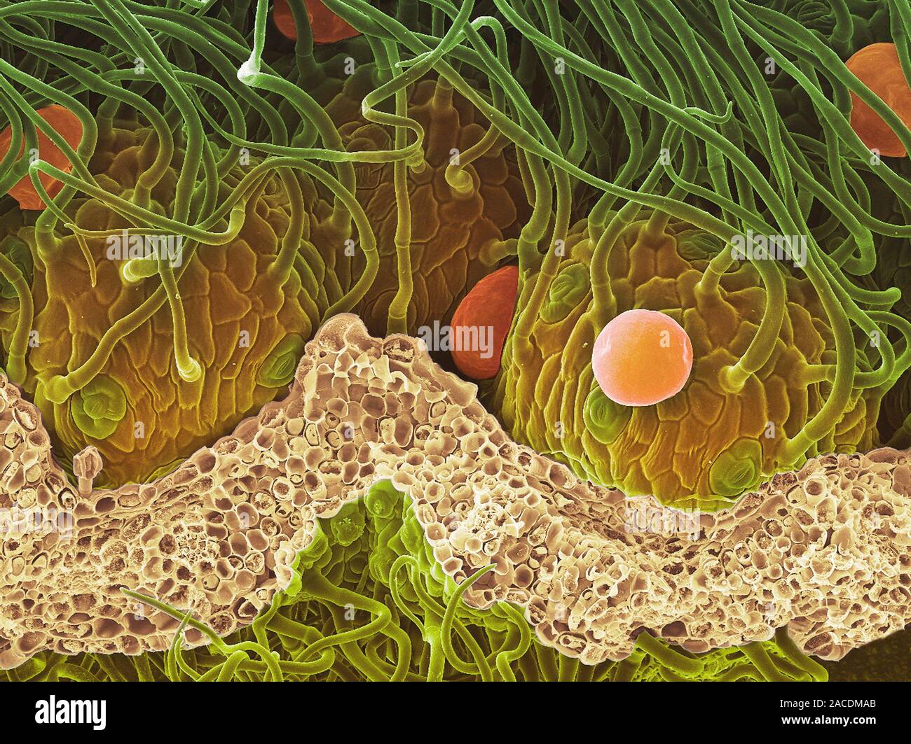 Sage leaf oil glands. Coloured scanning electron micrograph (SEM) of a ...