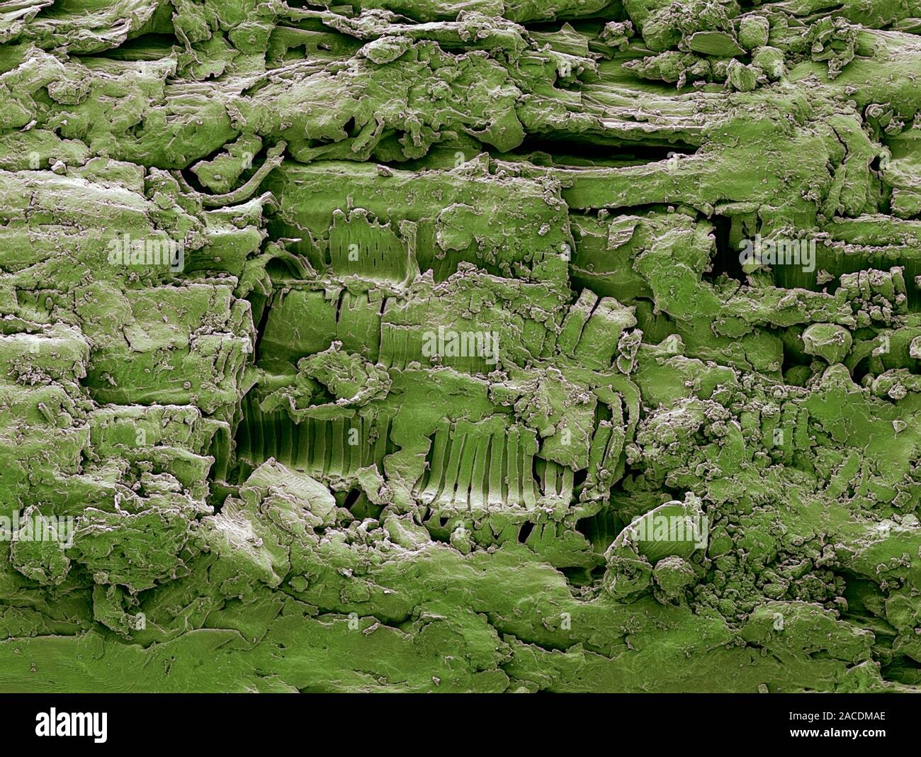 Tobacco. Coloured scanning electron micrograph (SEM) of tobacco from a ...