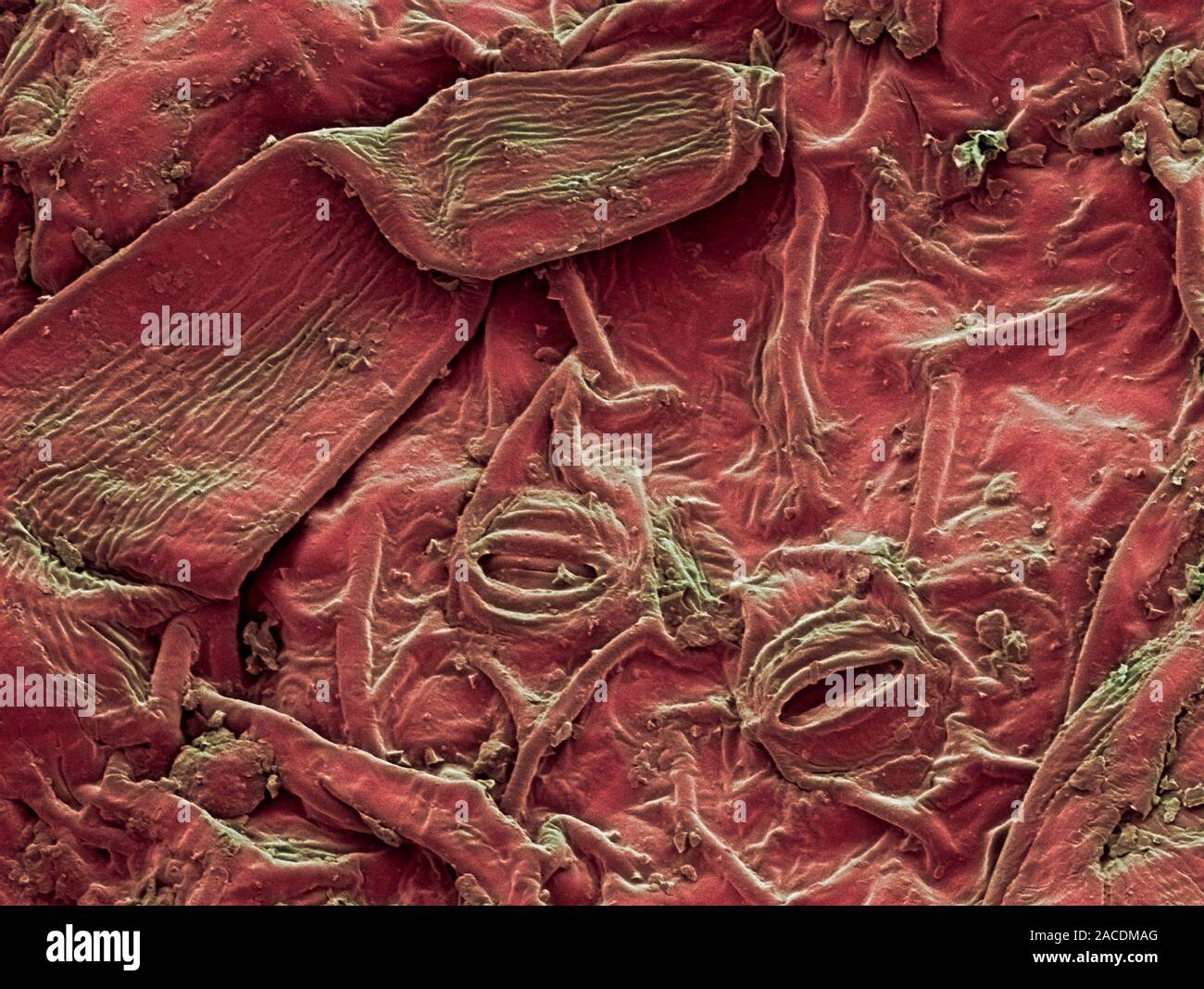Tobacco. Coloured scanning electron micrograph (SEM) of tobacco from a ...