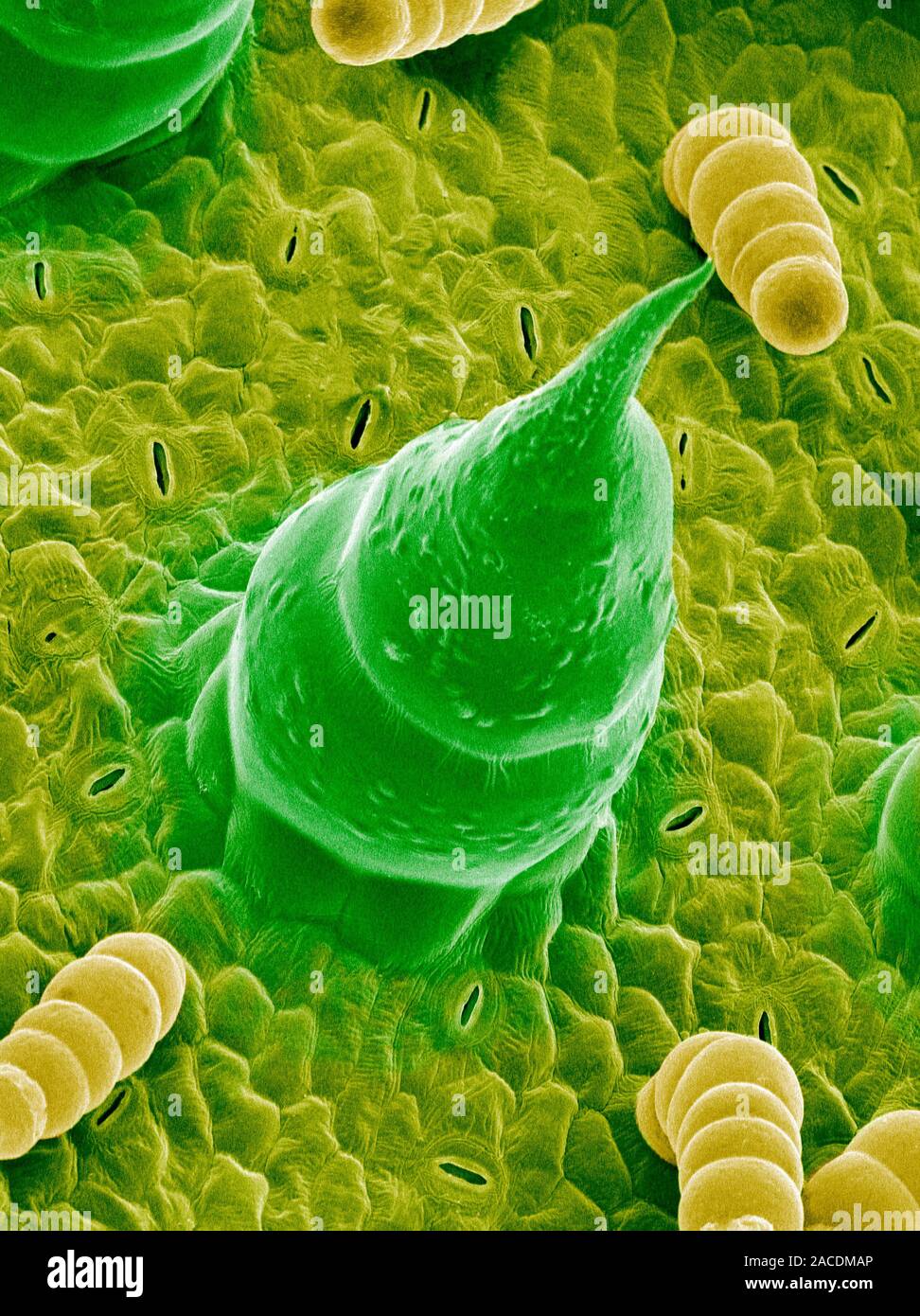 Sunflower leaf. Coloured scanning electron micrograph (SEM) of the underside of a sunflower leaf ...