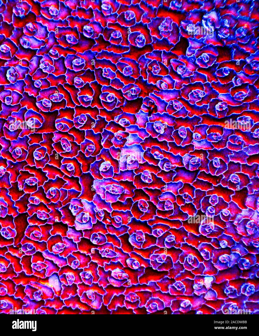 Leaf anatomy. Light micrograph of an epidermal peel taken from the ...