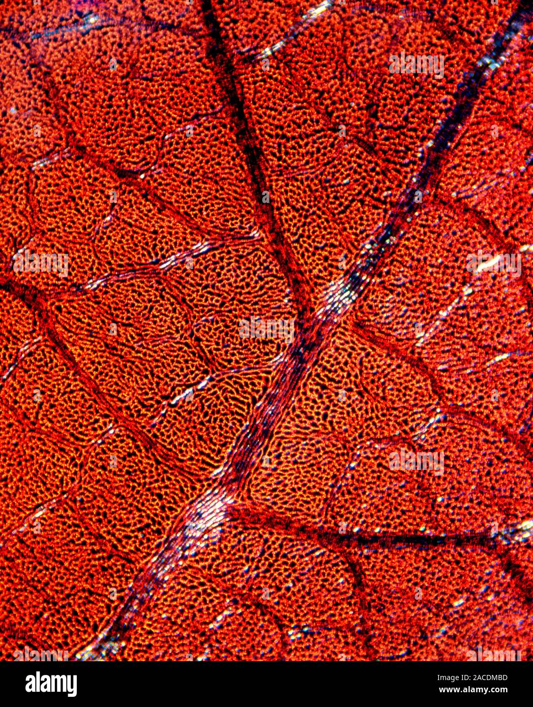 Leaf anatomy. Light micrograph of an epidermal peel taken from the ...