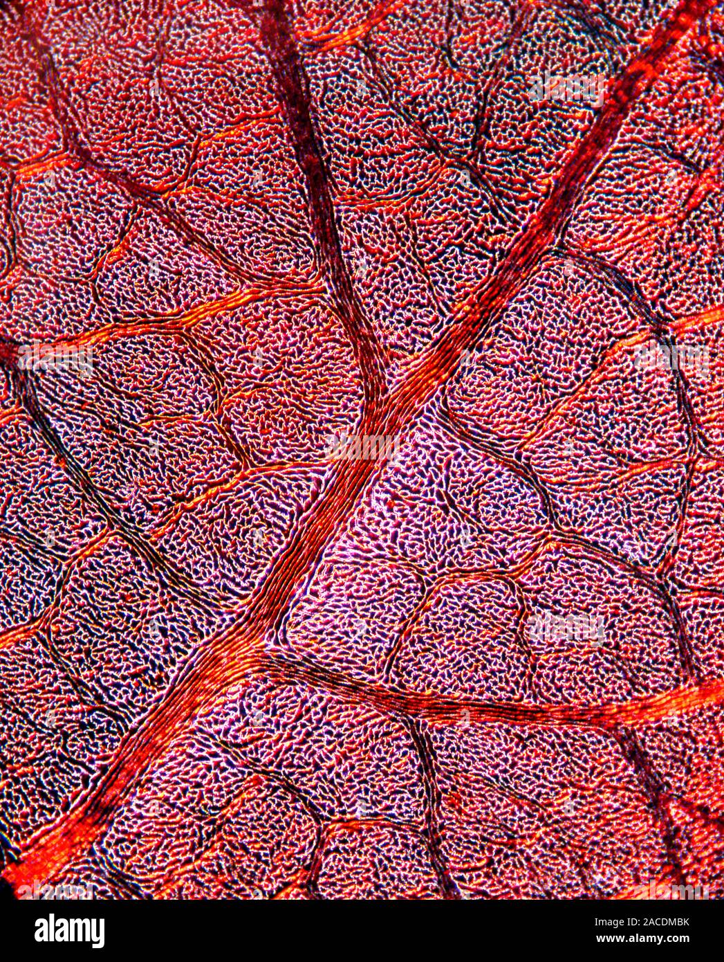 Leaf anatomy. Light micrograph of an epidermal peel taken from the ...