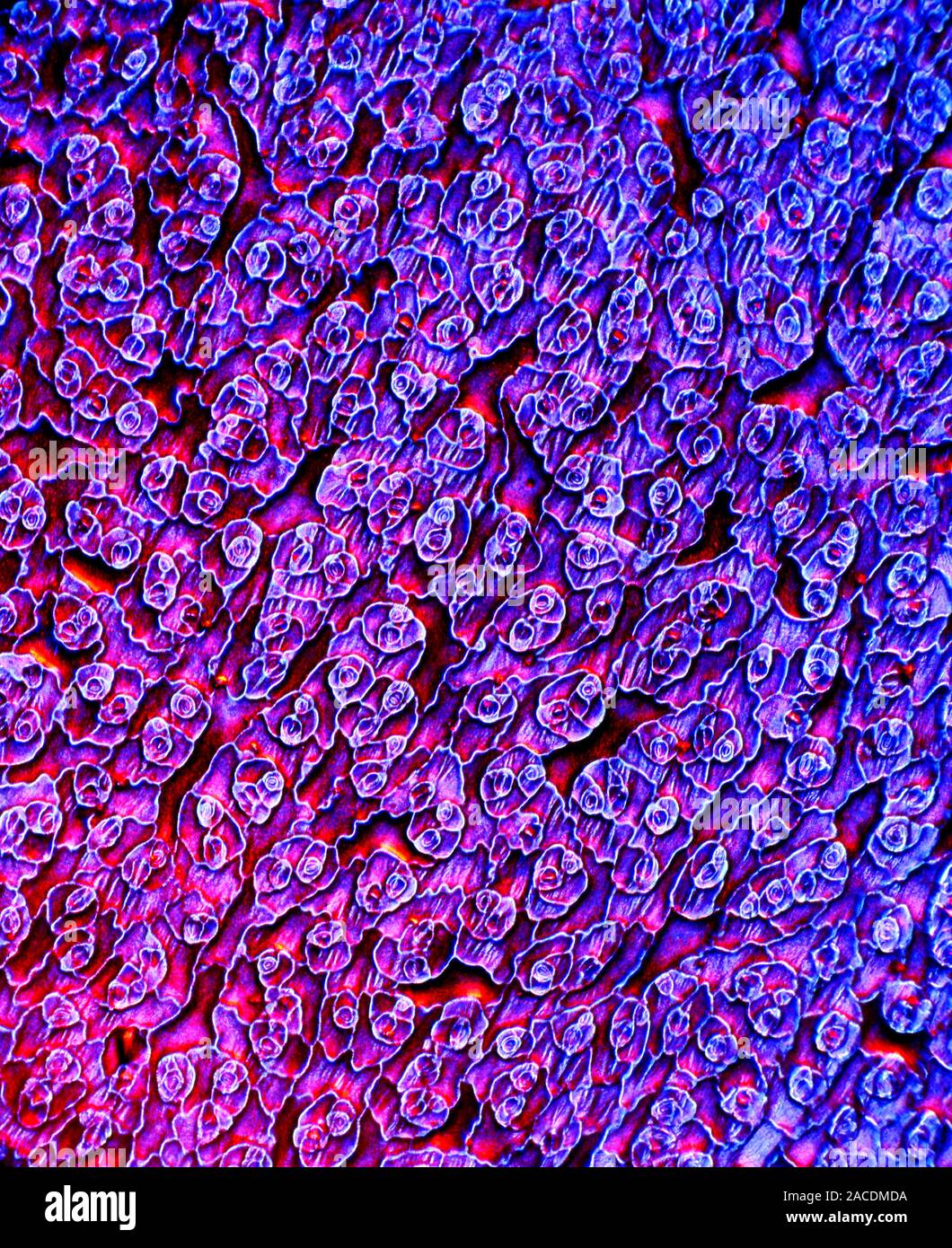 Leaf anatomy. Light micrograph of an epidermal peel taken from the ...