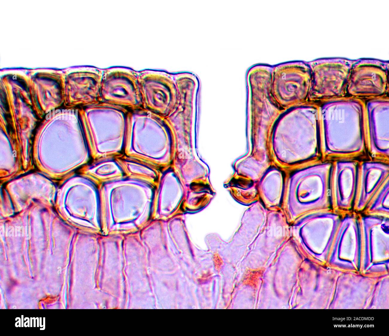 Leaf stomata. Light micrograph of a vertical section down through the ...