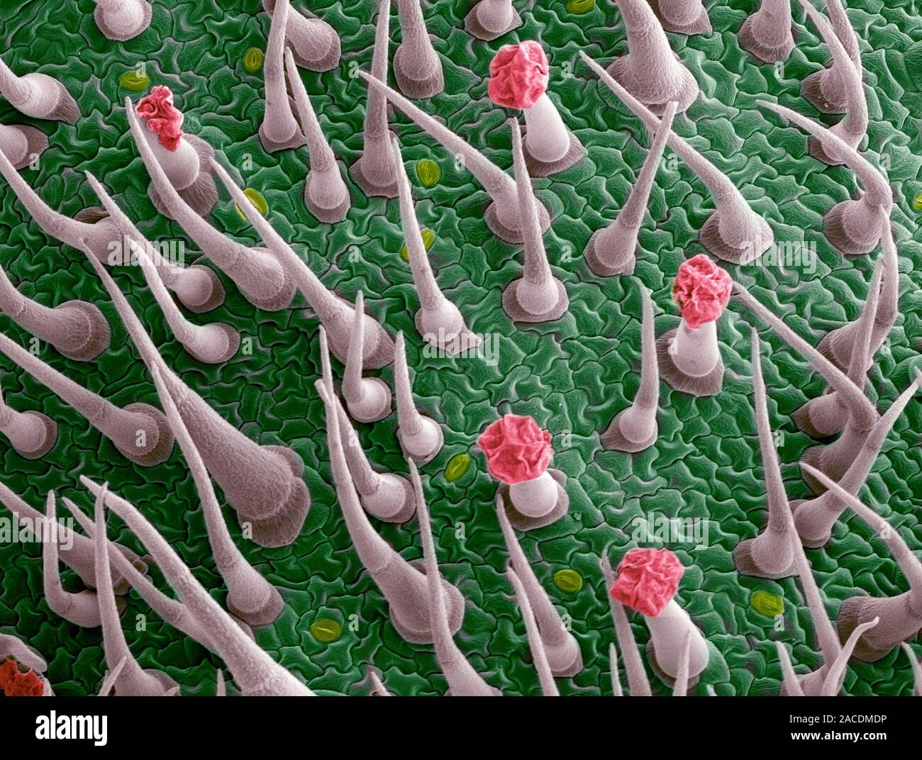 Tomato leaf surface. Coloured scanning electron micrograph (SEM) of the ...