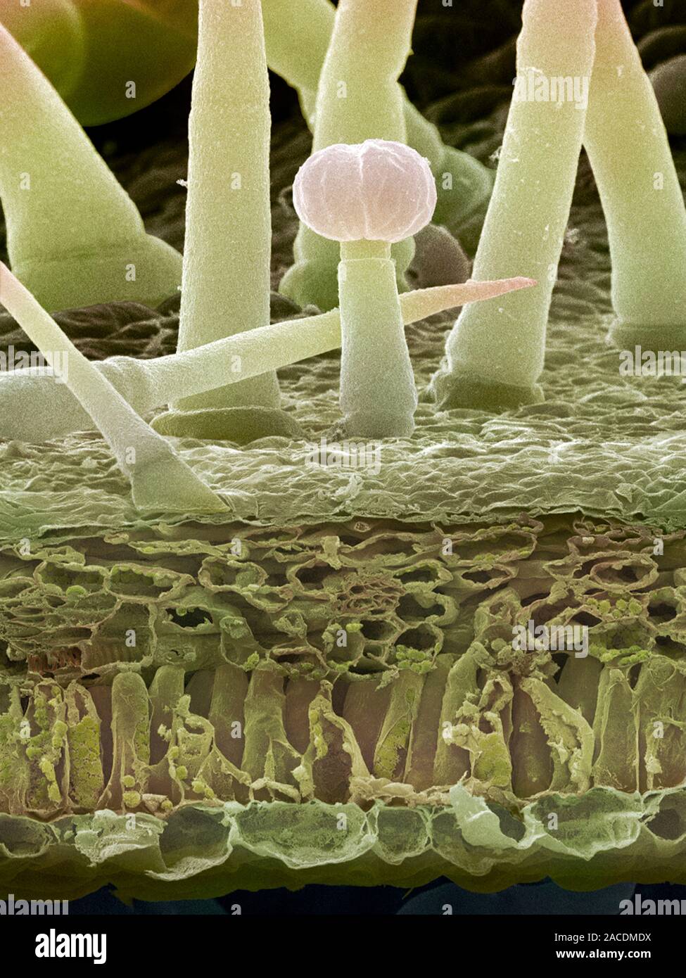 Potato leaf. Coloured scanning electron micrograph (SEM) of a potato ...