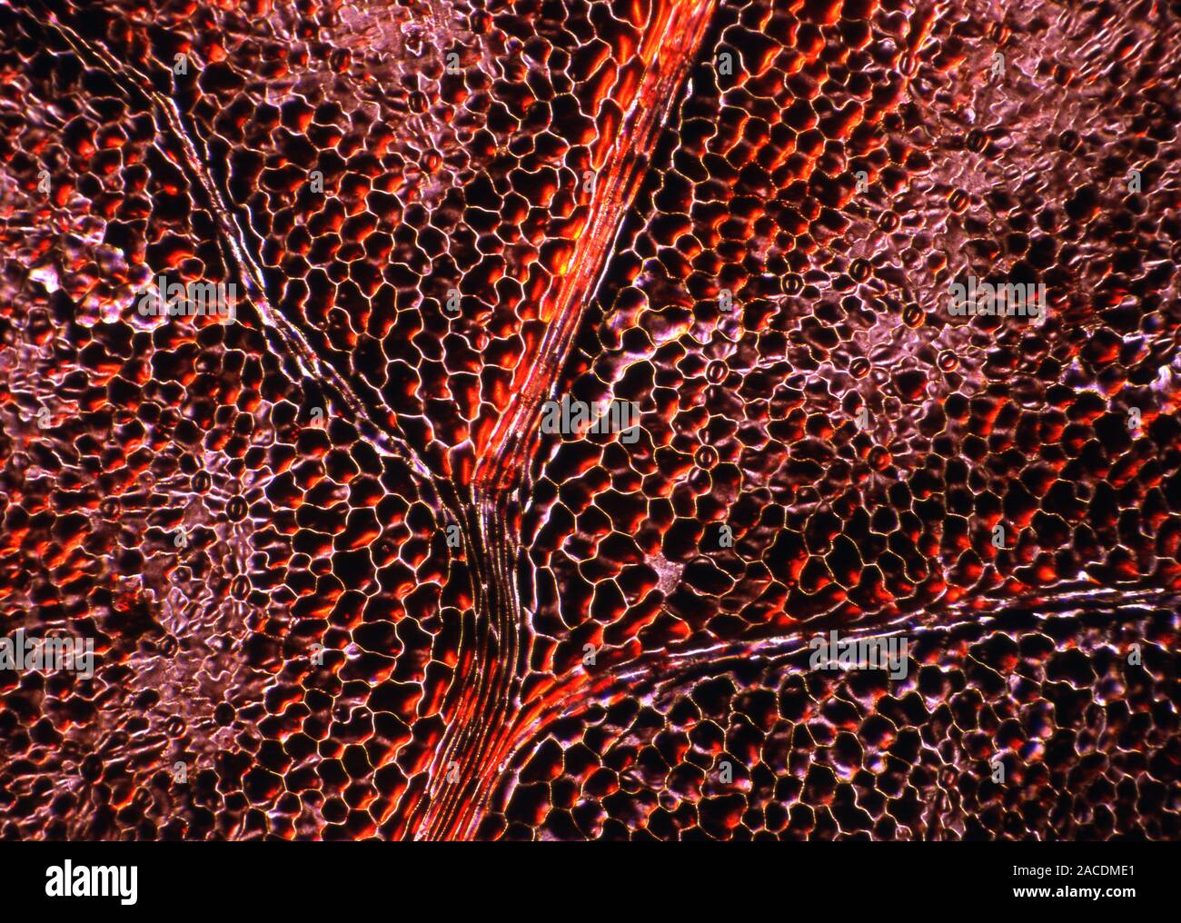 Leaf anatomy. Light micrograph of an epidermal peel of the underside of ...