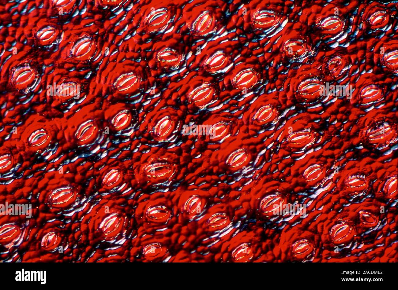 Plant stomata. Light micrograph of stomata (oval structures) on the ...