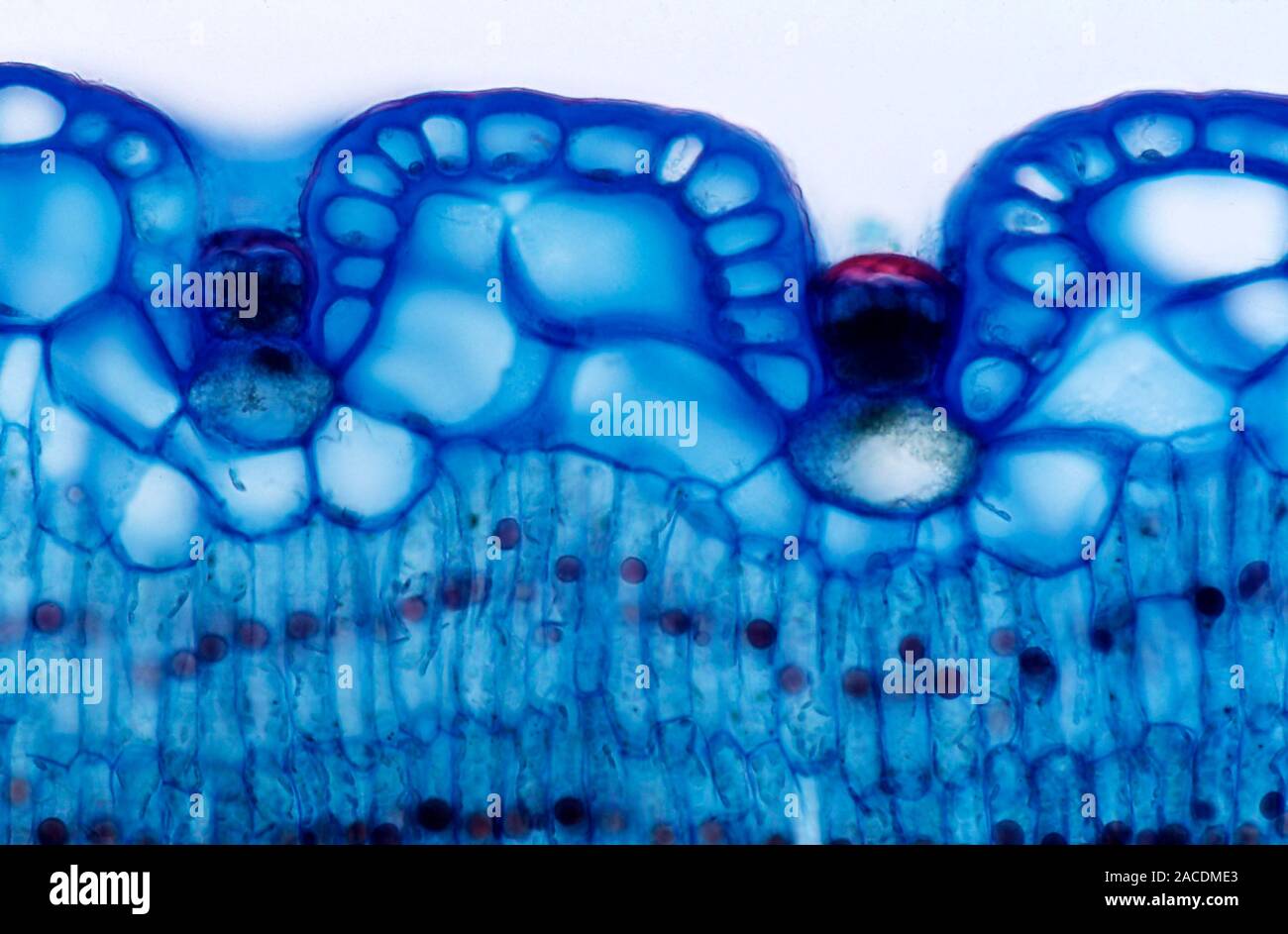 Leaf anatomy. Light micrograph of a transverse section through a leaf ...