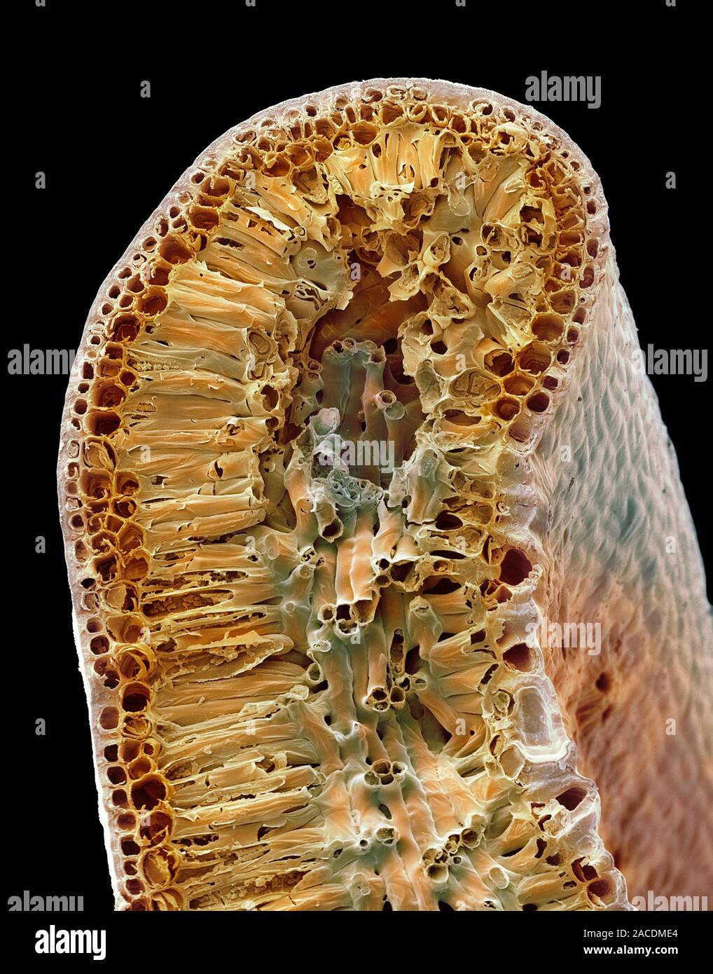 Leaf tissue structure. Coloured scanning electron micrograph (SEM) of a ...