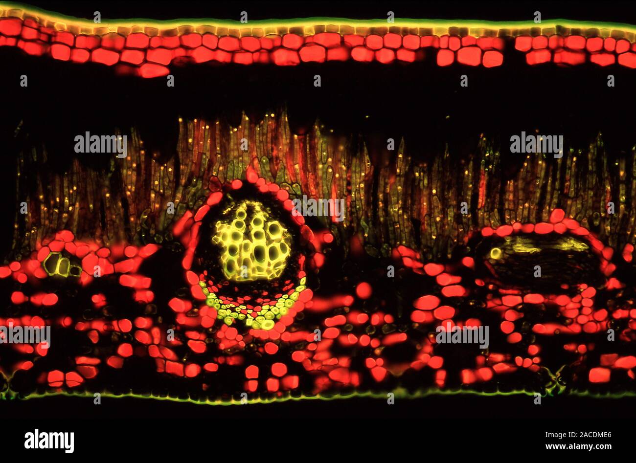 Leaf anatomy. Light micrograph of a transverse section through a leaf ...